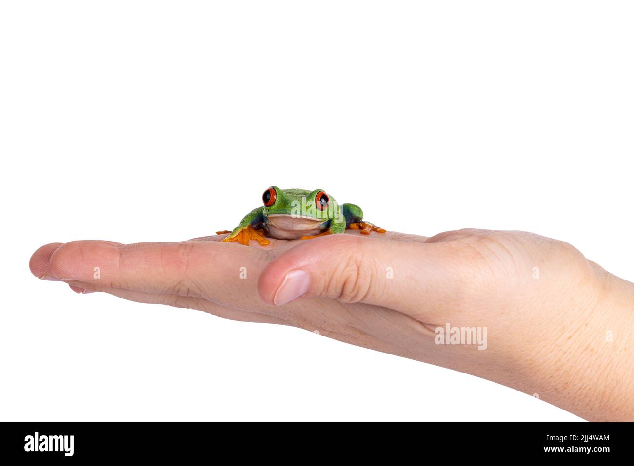 Vibrant Red-eyed tree frog aka Agalychnis callidryas, sitting sfacing ...