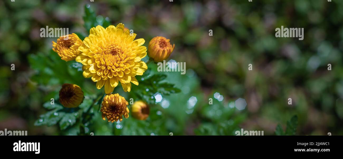 Kapuru flower hi-res stock photography and images - Alamy
