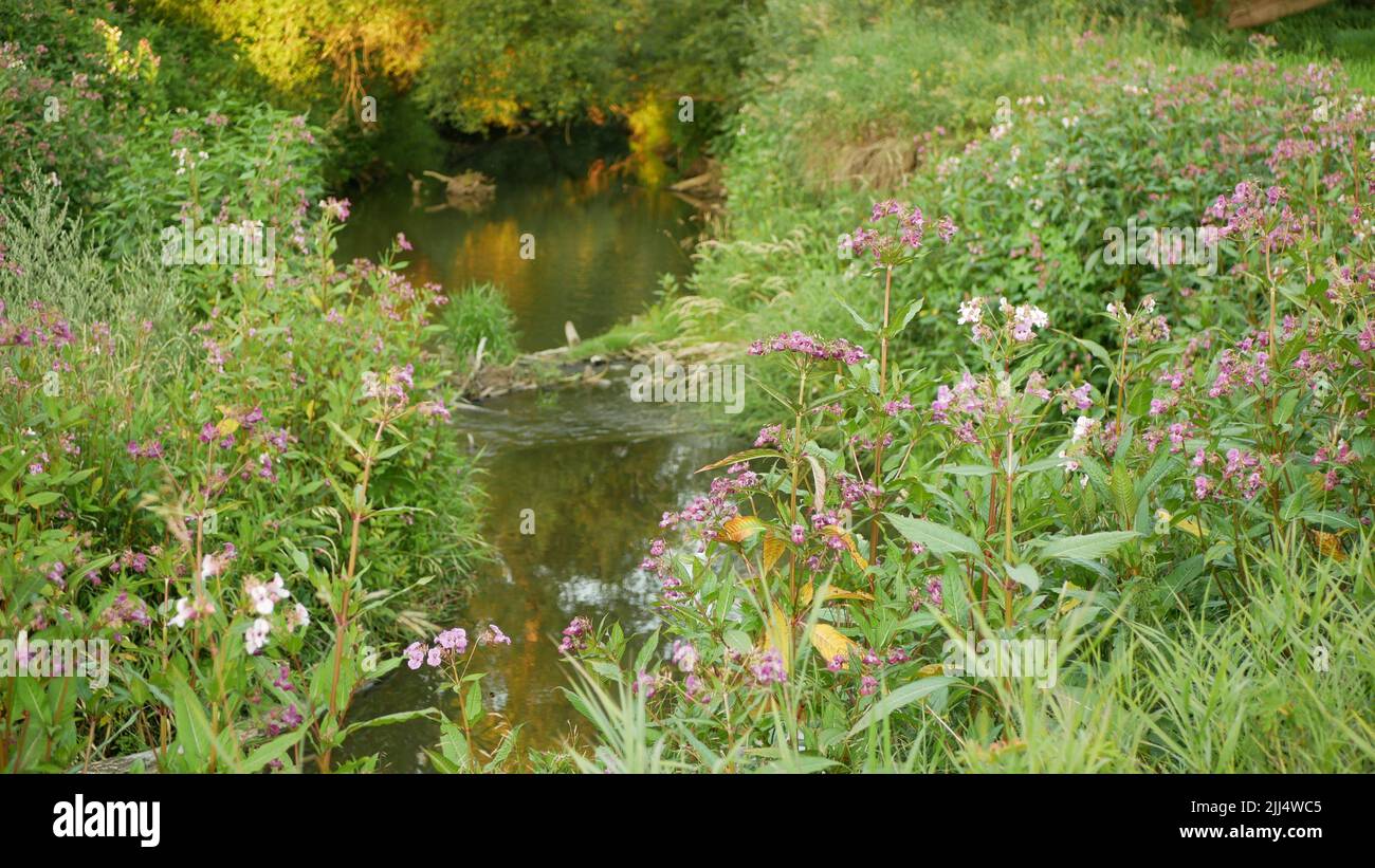 Himalayan balsam Impatiens glandulifera bloom flower pink blossom ...