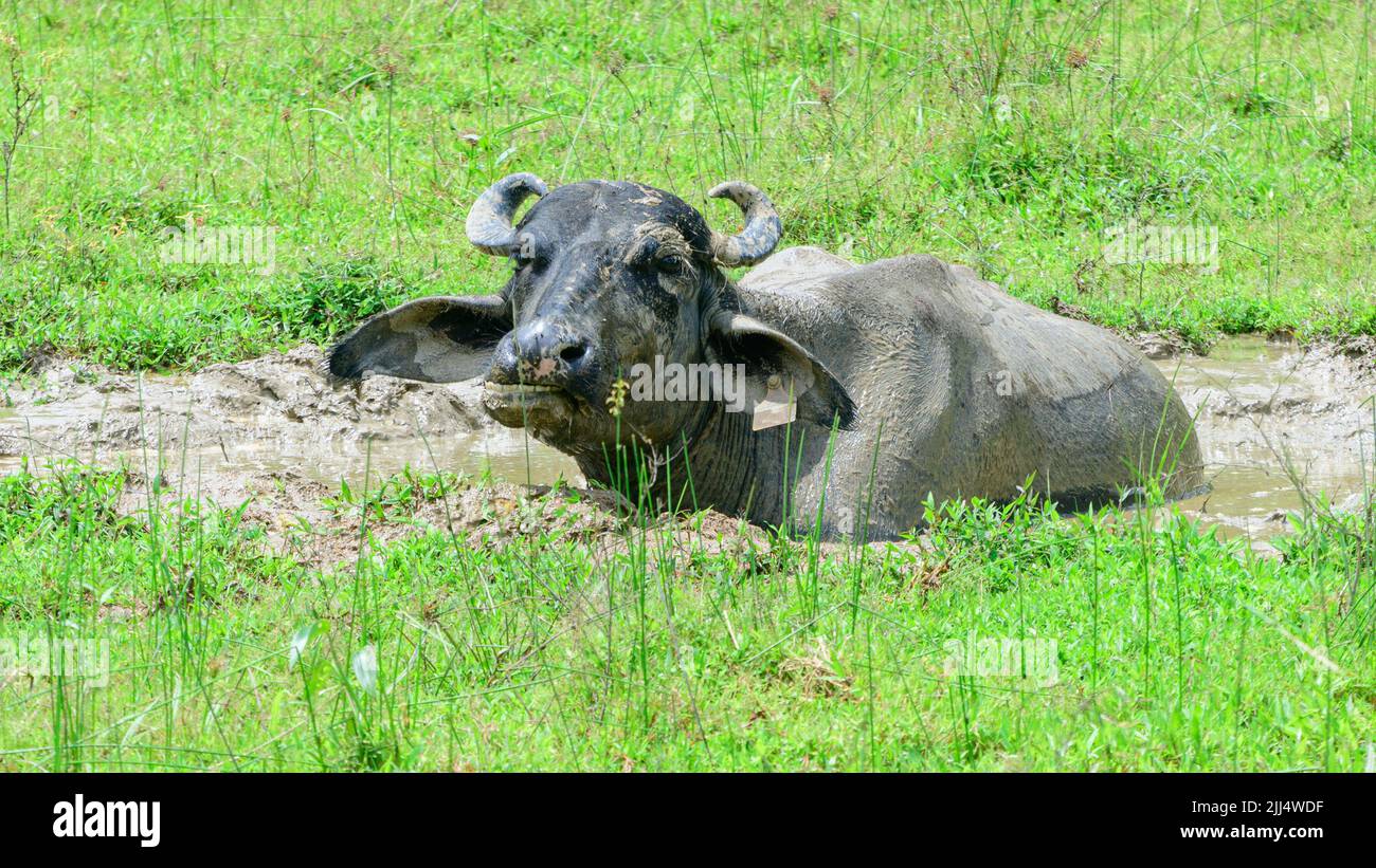 Buffalo laying in the mud pool in the middle of a hot sunny day Stock ...