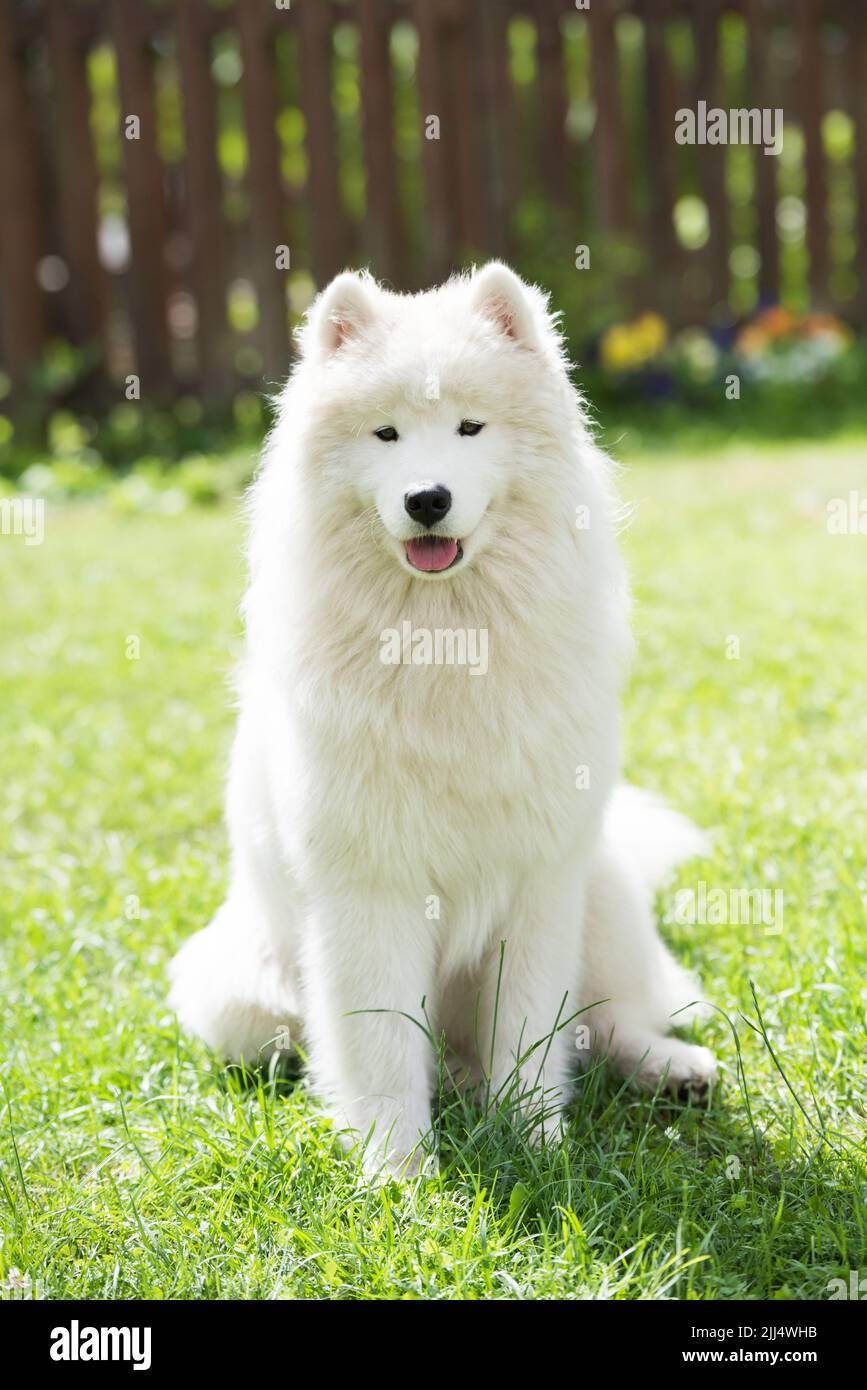White Samoyed puppy sits on the green grass. Dog in nature, a walk in ...
