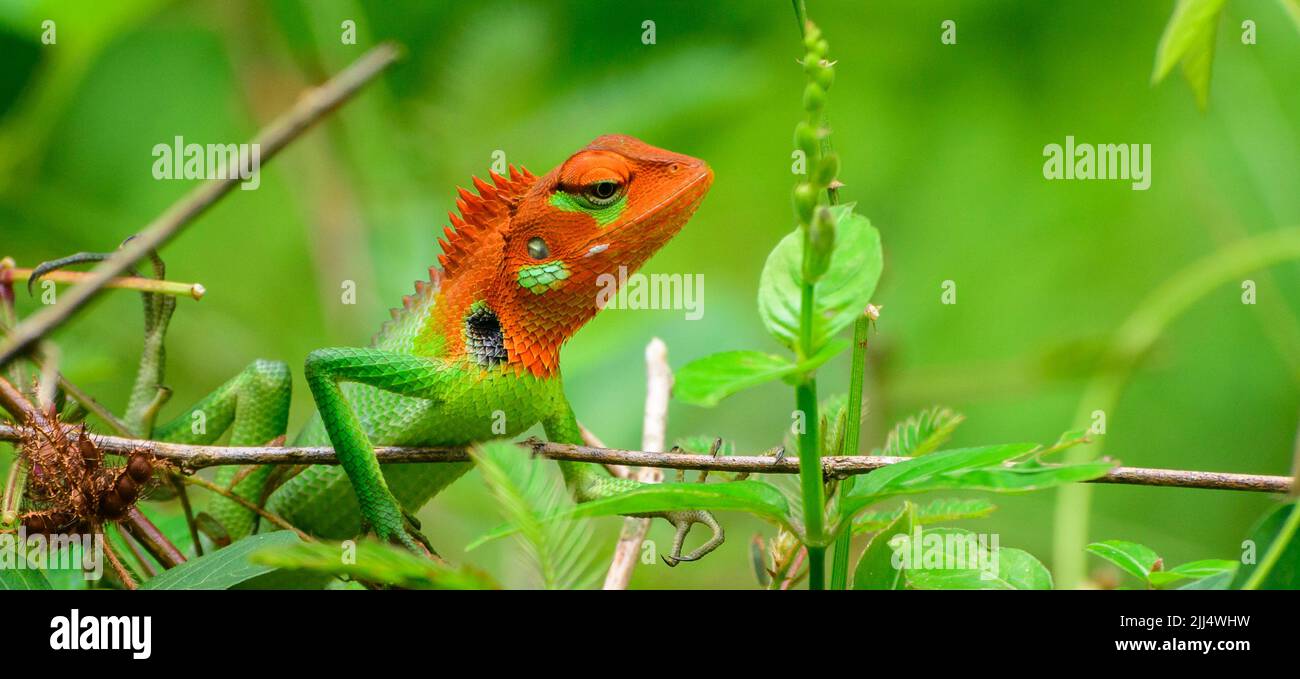 Colorful green lizard close-up portrait shot Stock Photo - Alamy