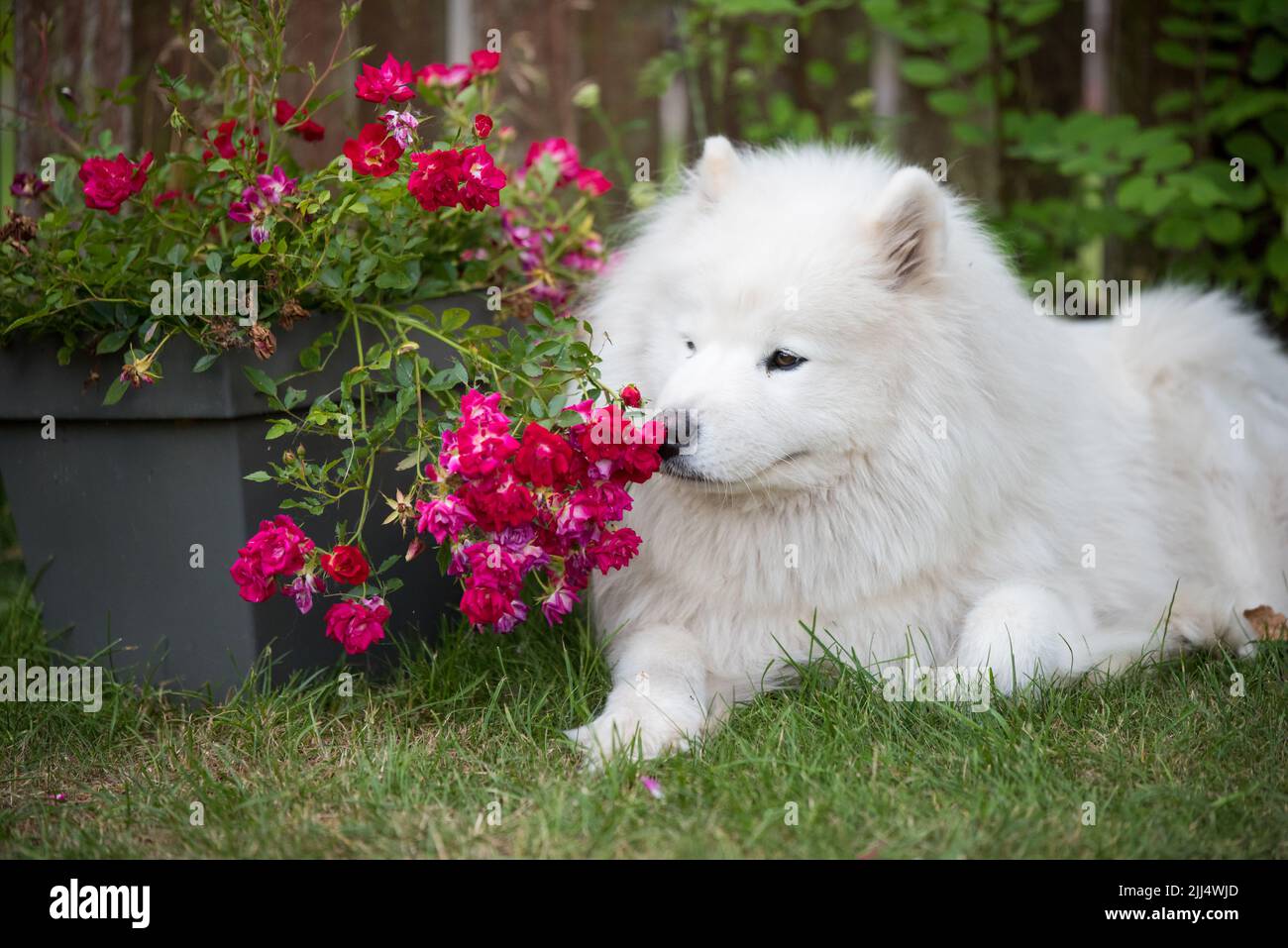 White Samoyed puppy sits on the green grass with flowers. Dog in nature ...