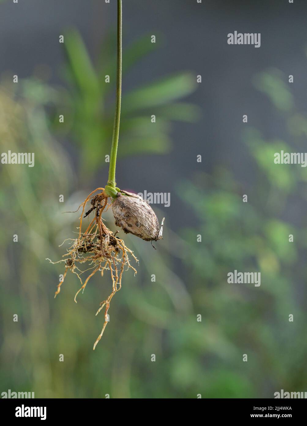 Rambutan seed sprout, plant growing process, fresh roots Stock Photo ...