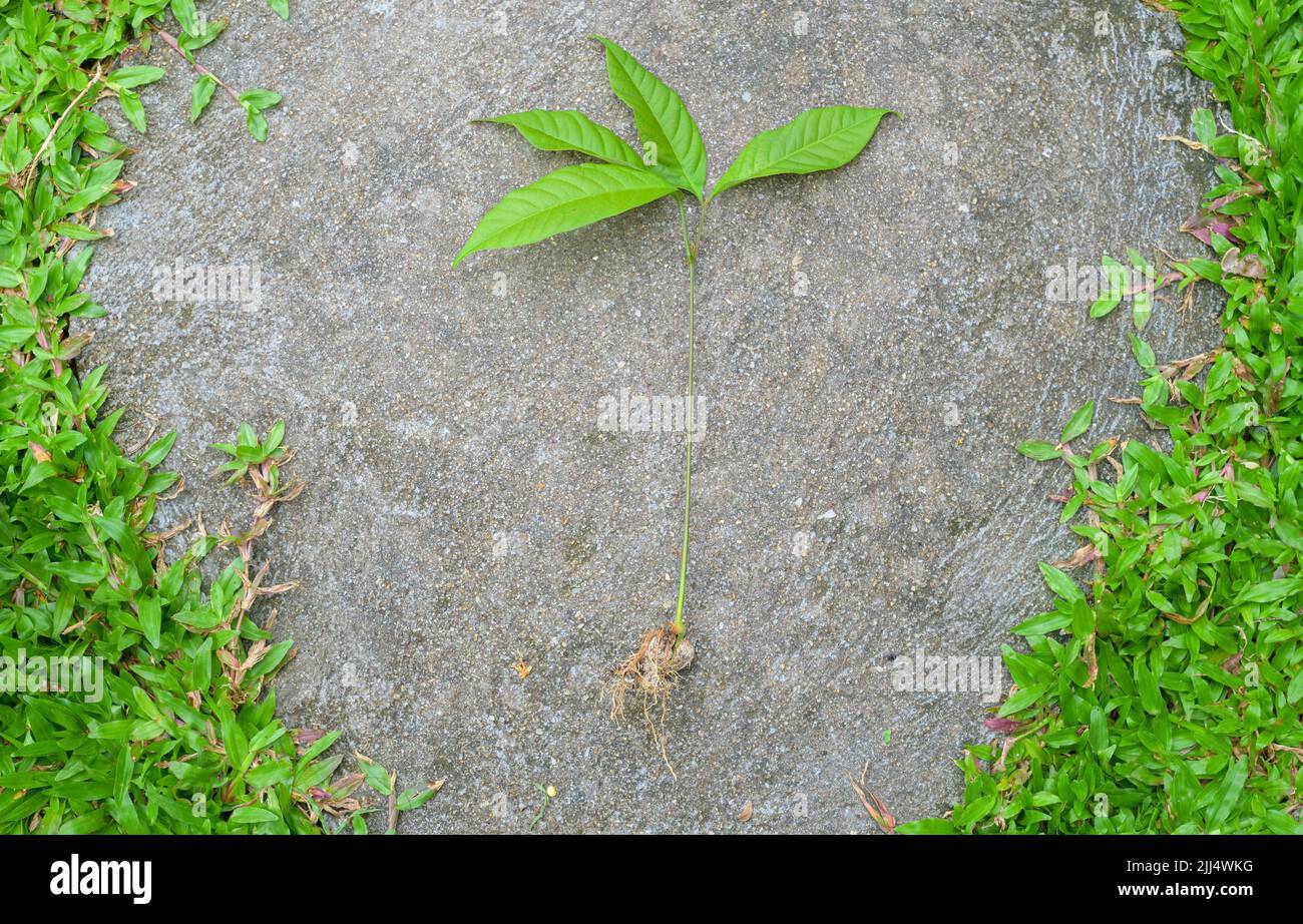 Small sprouting plant, sprouting rambutan seed close up photo Stock ...