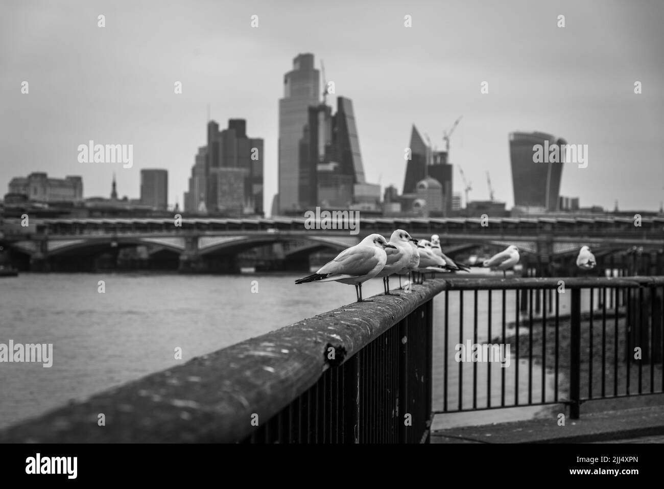 Thames estuary birds hi-res stock photography and images - Alamy