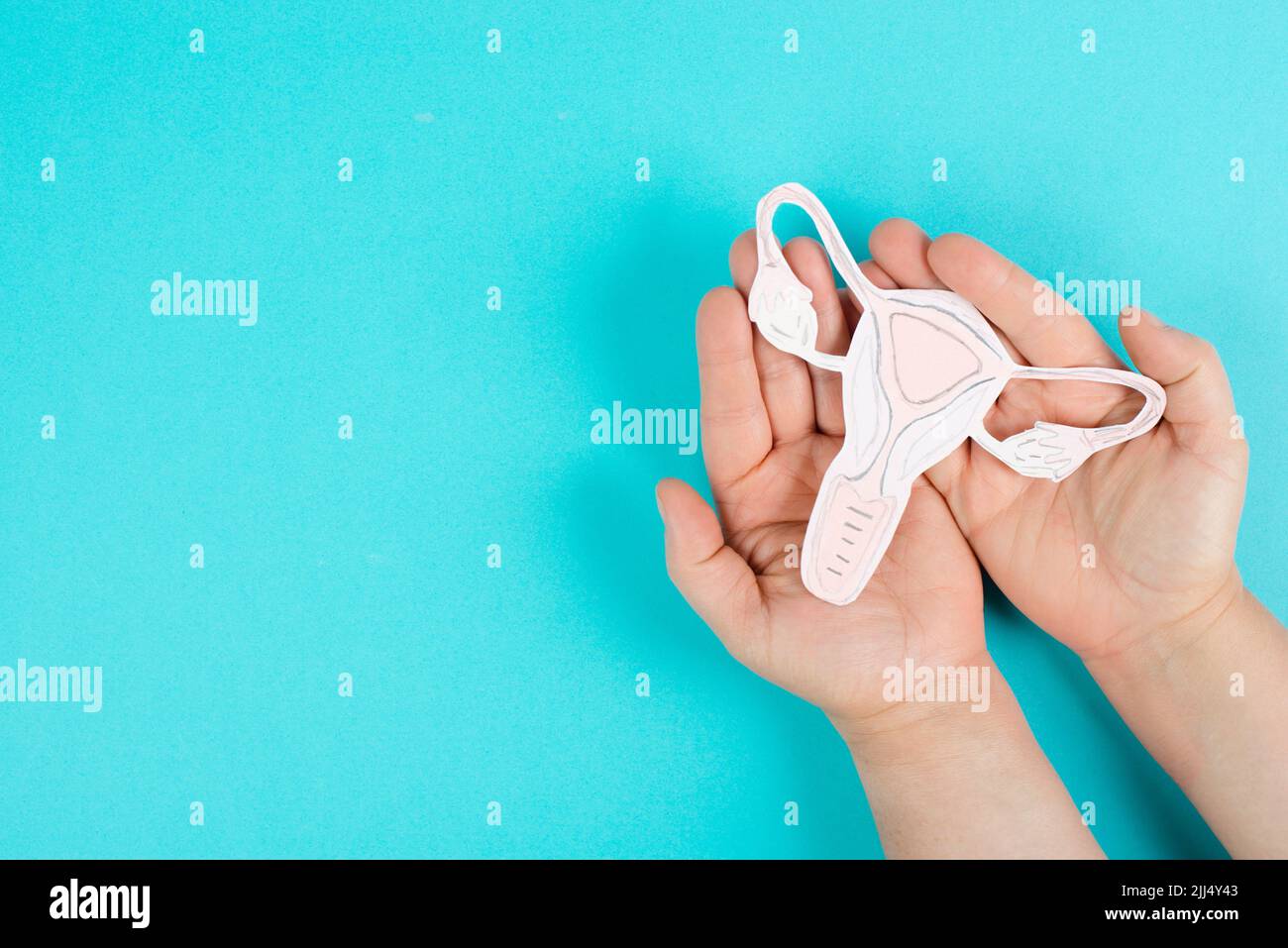 Holding an uterus organ with ovaries in the hands, female reproductive ...