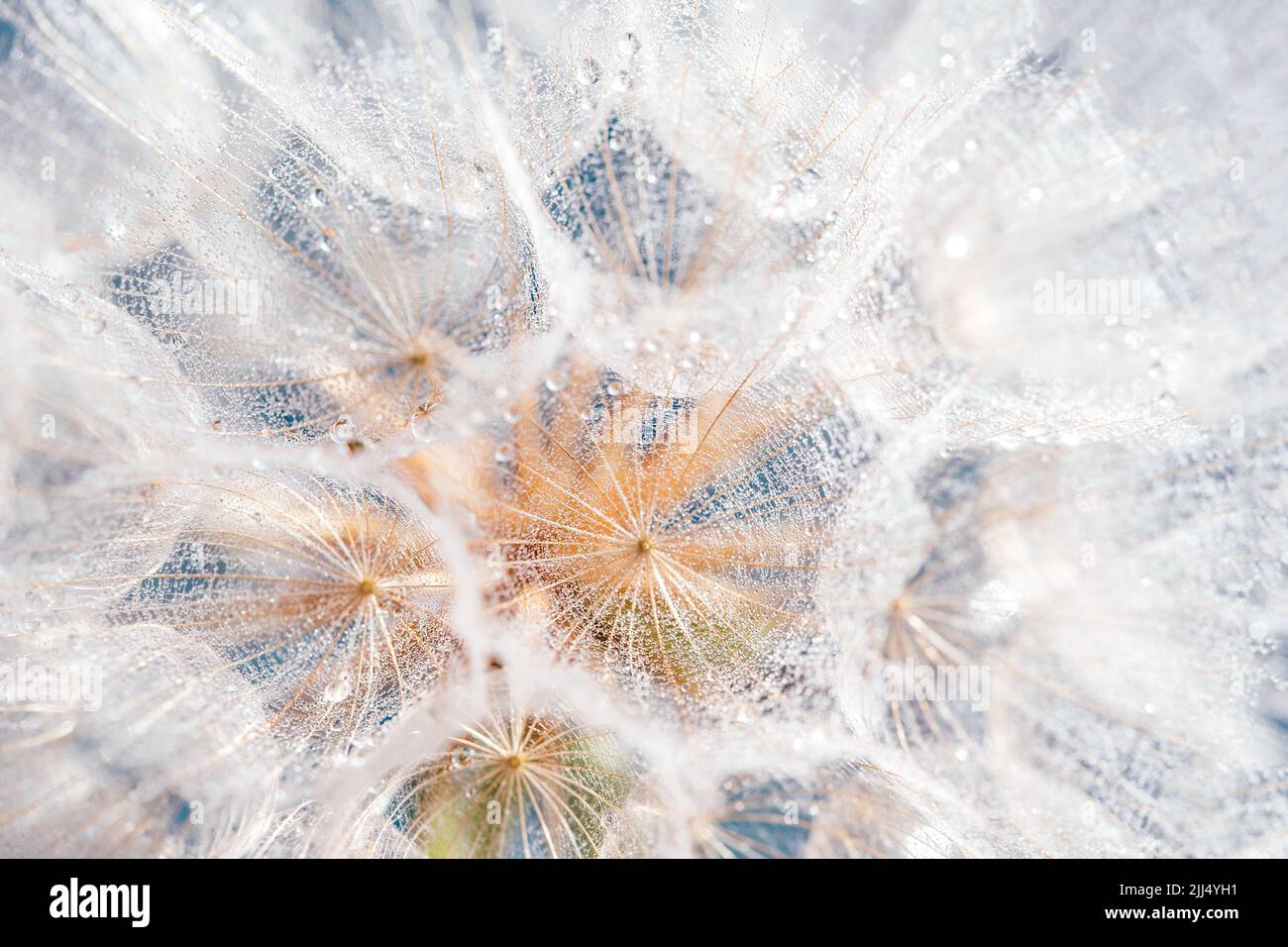 dandelion at blue background. Freedom to Wish. Seed macro closeup ...