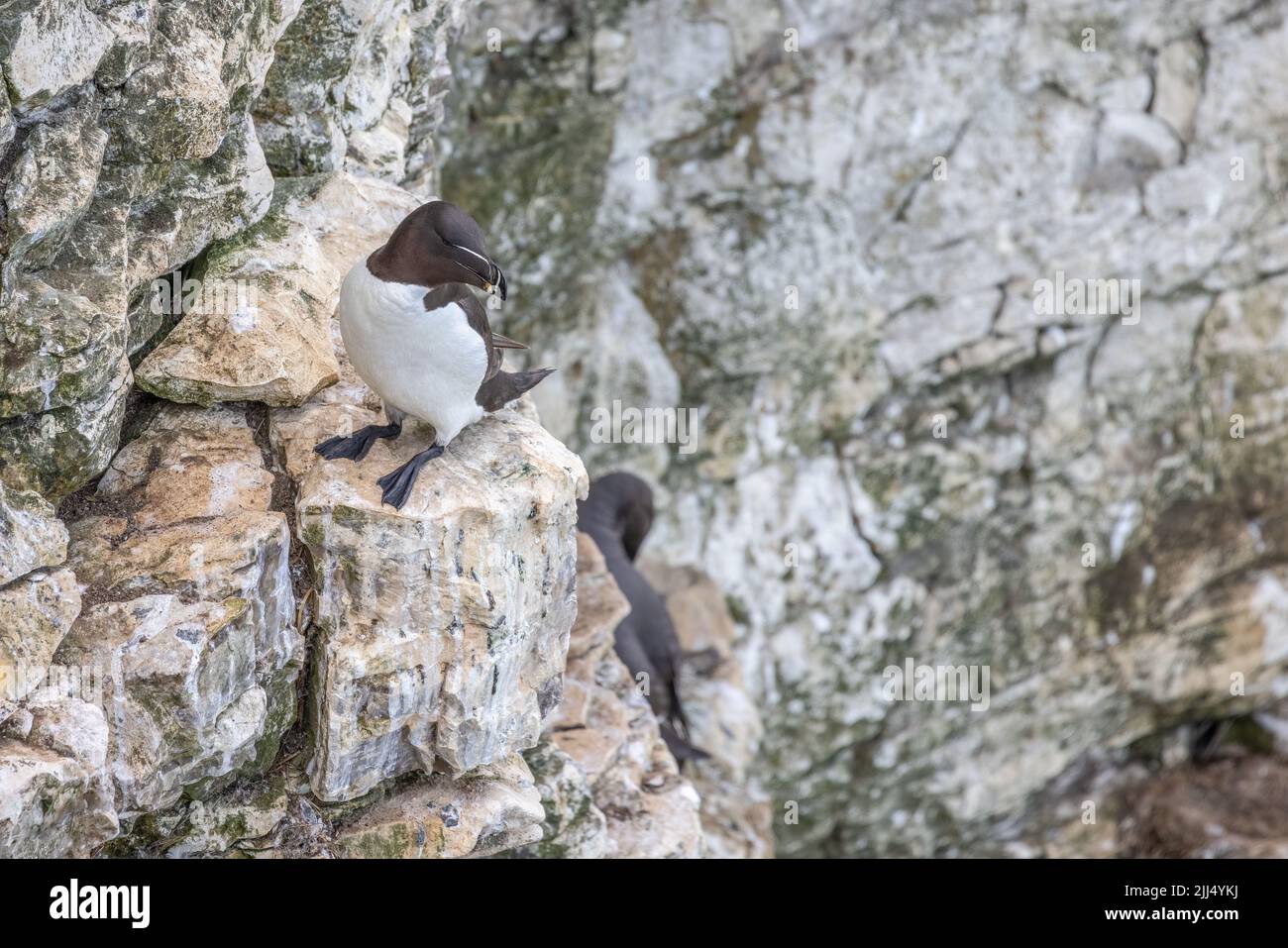 Razorbill, Alca torda, nesting in the cliffs at Bempton in Yorkshire ...