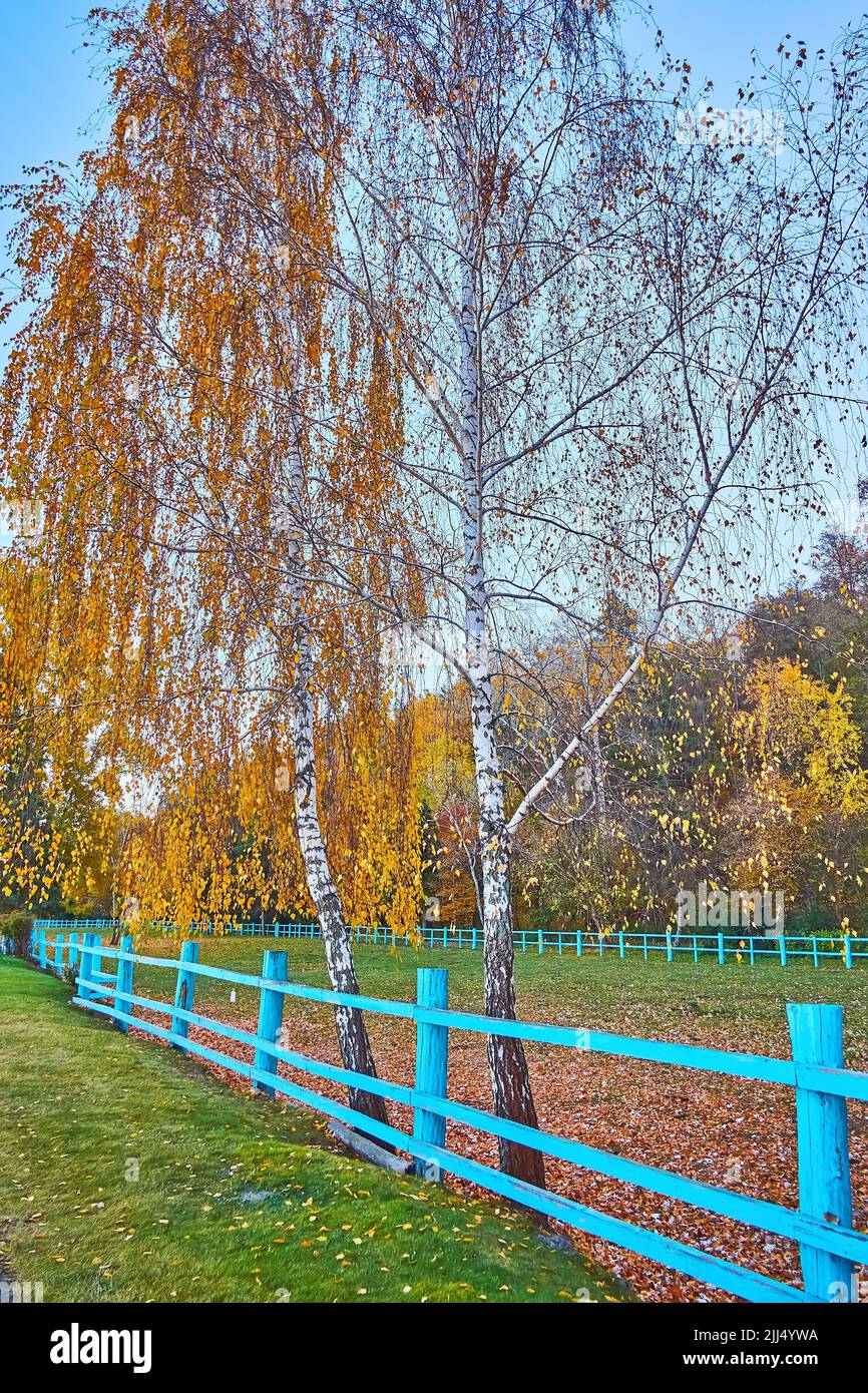 The scenic yellow birches in park of Mezhyhirya, Ukraine Stock Photo ...