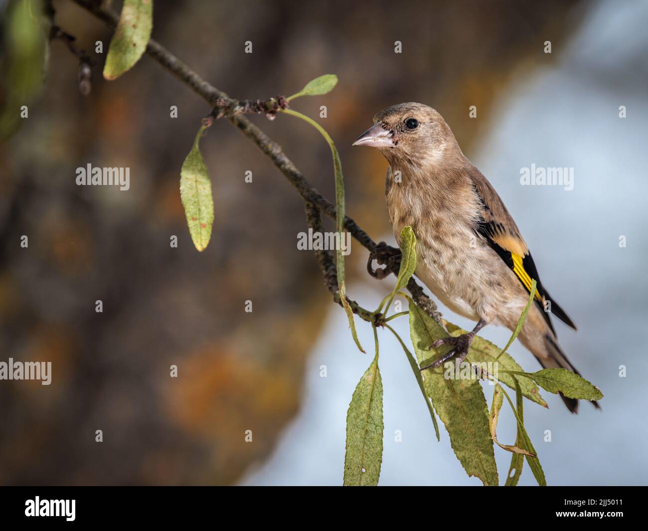 Goldfinch baby hi-res stock photography and images - Alamy