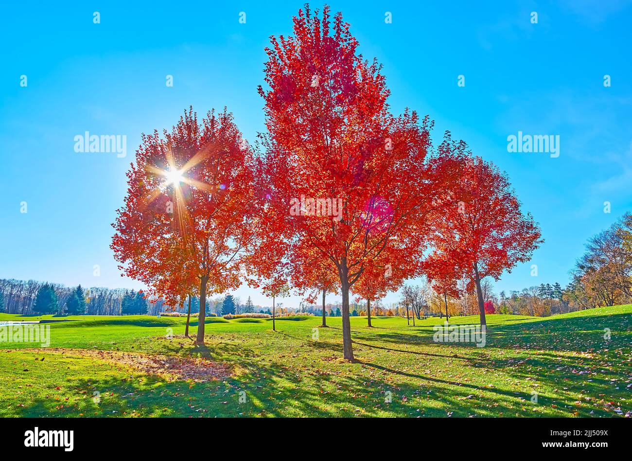Trident maples hi-res stock photography and images - Alamy