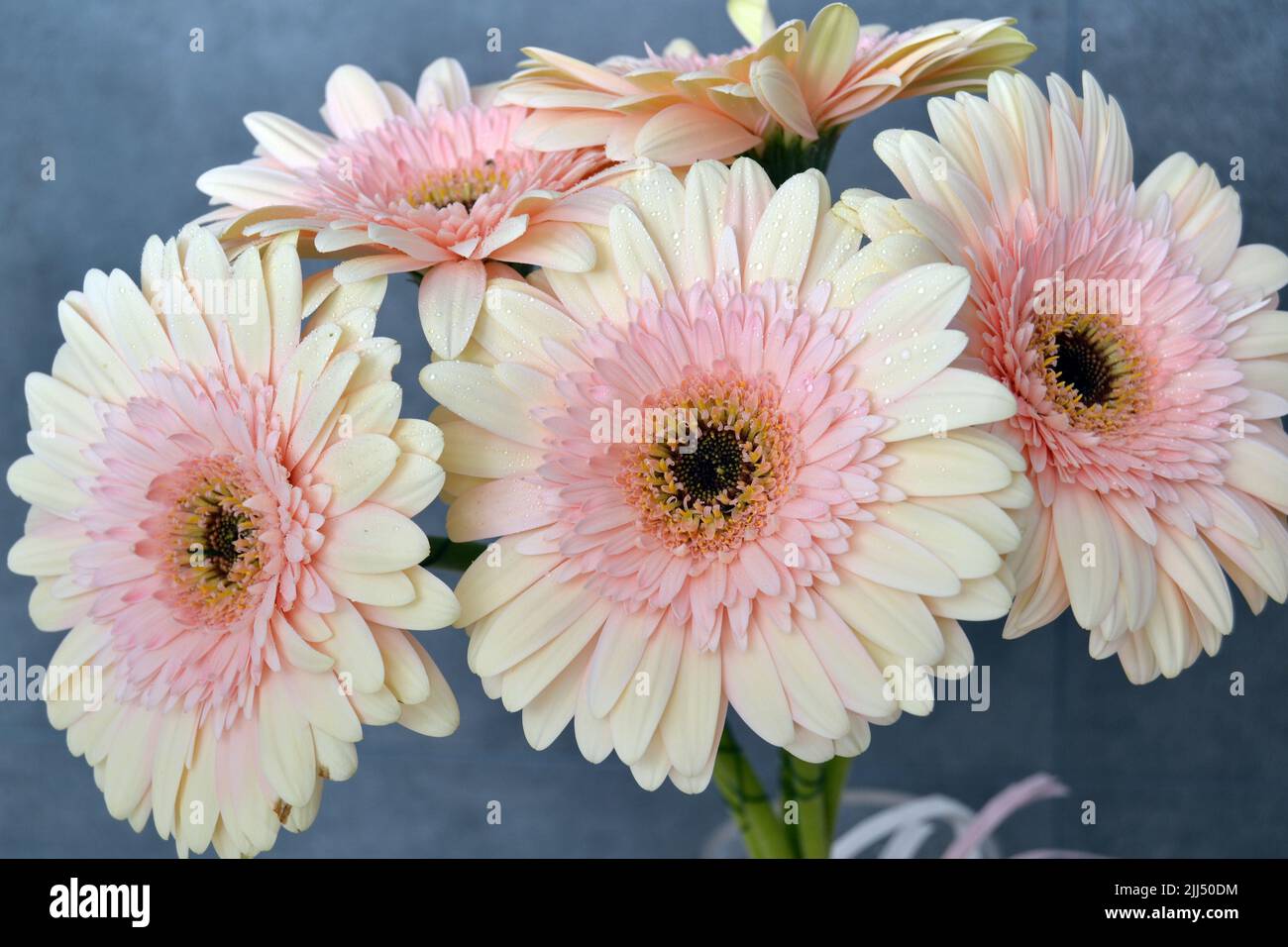 macro photo of gerbera daisy colorful flower close up Stock Photo - Alamy