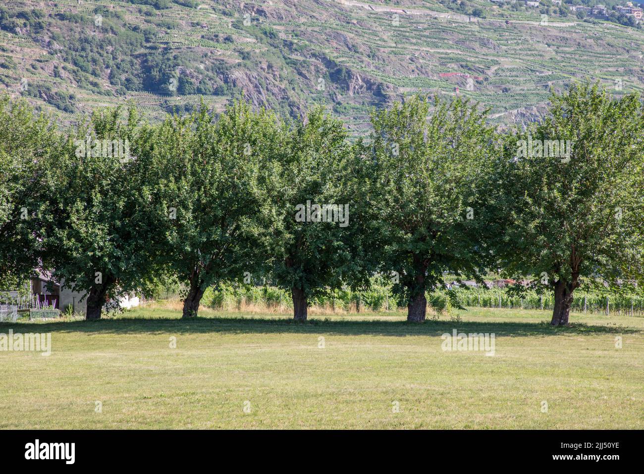 Tree hi res hi-res stock photography and images - Alamy