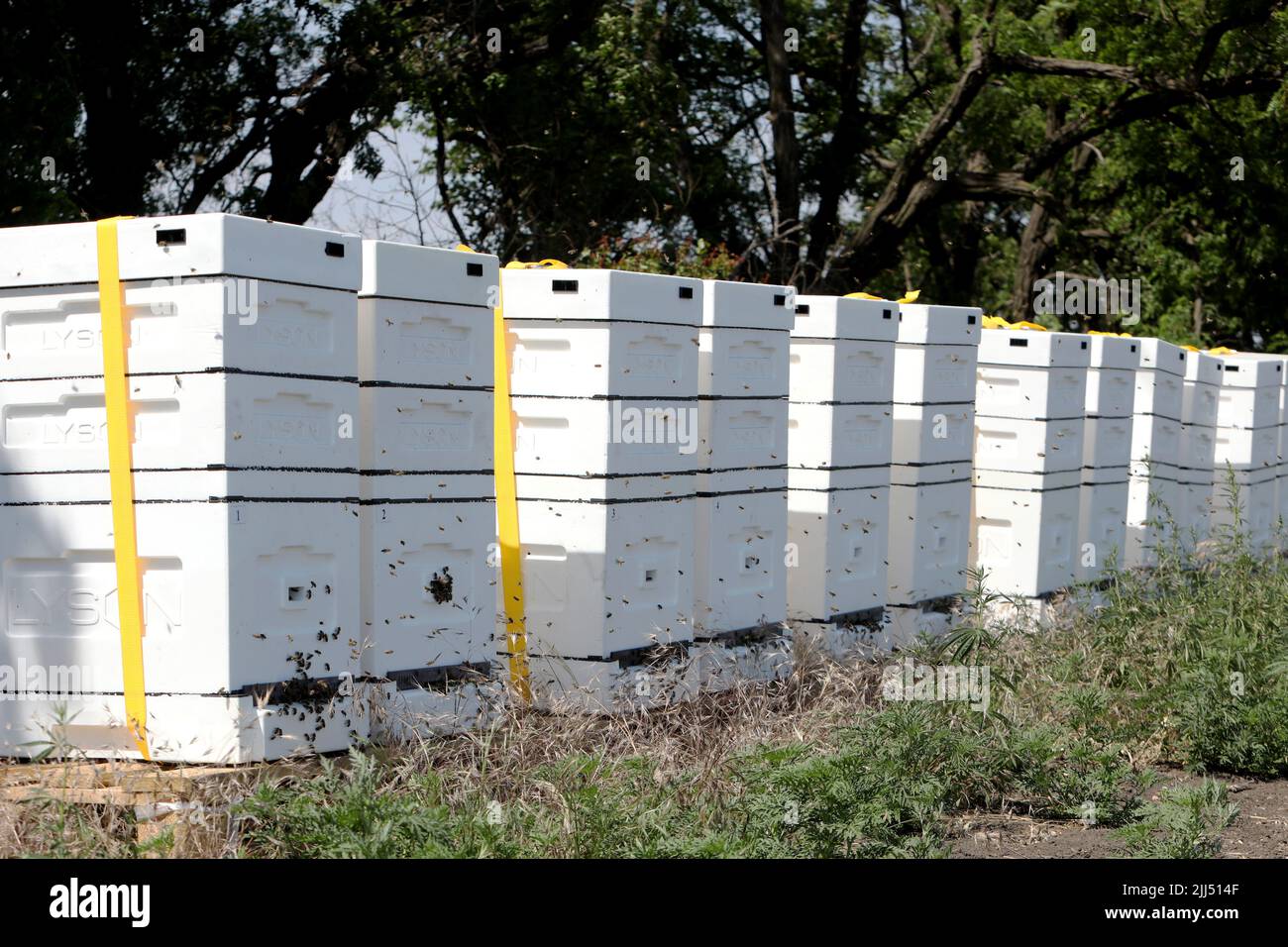 Unique apiary from polyfoam. New technology for growing bees. Honey ...