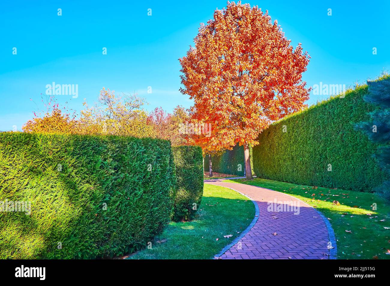 Walk the curved alley with a view on a wall of topiary thuja bushes and ...