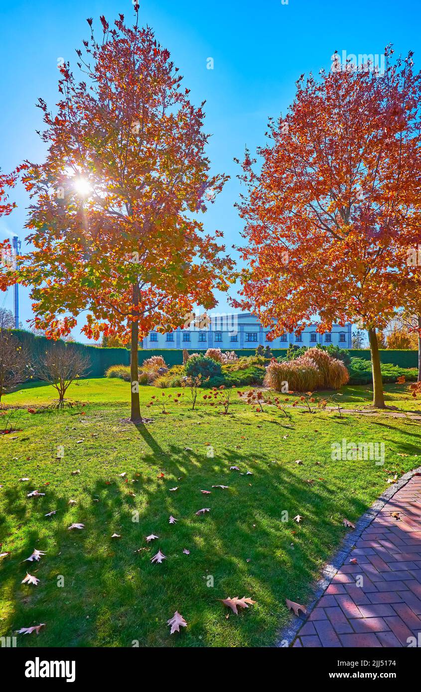 The bright sun shines through the lush branches of red oak in autumn ...