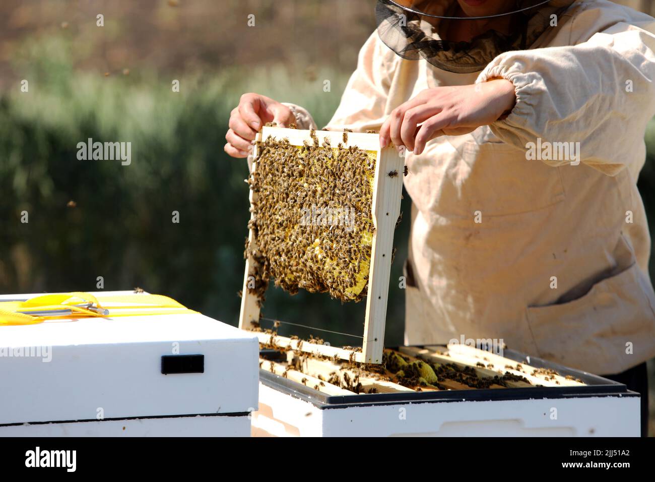 The beekeeper takes the honeycomb out of the evidence. Production of ...