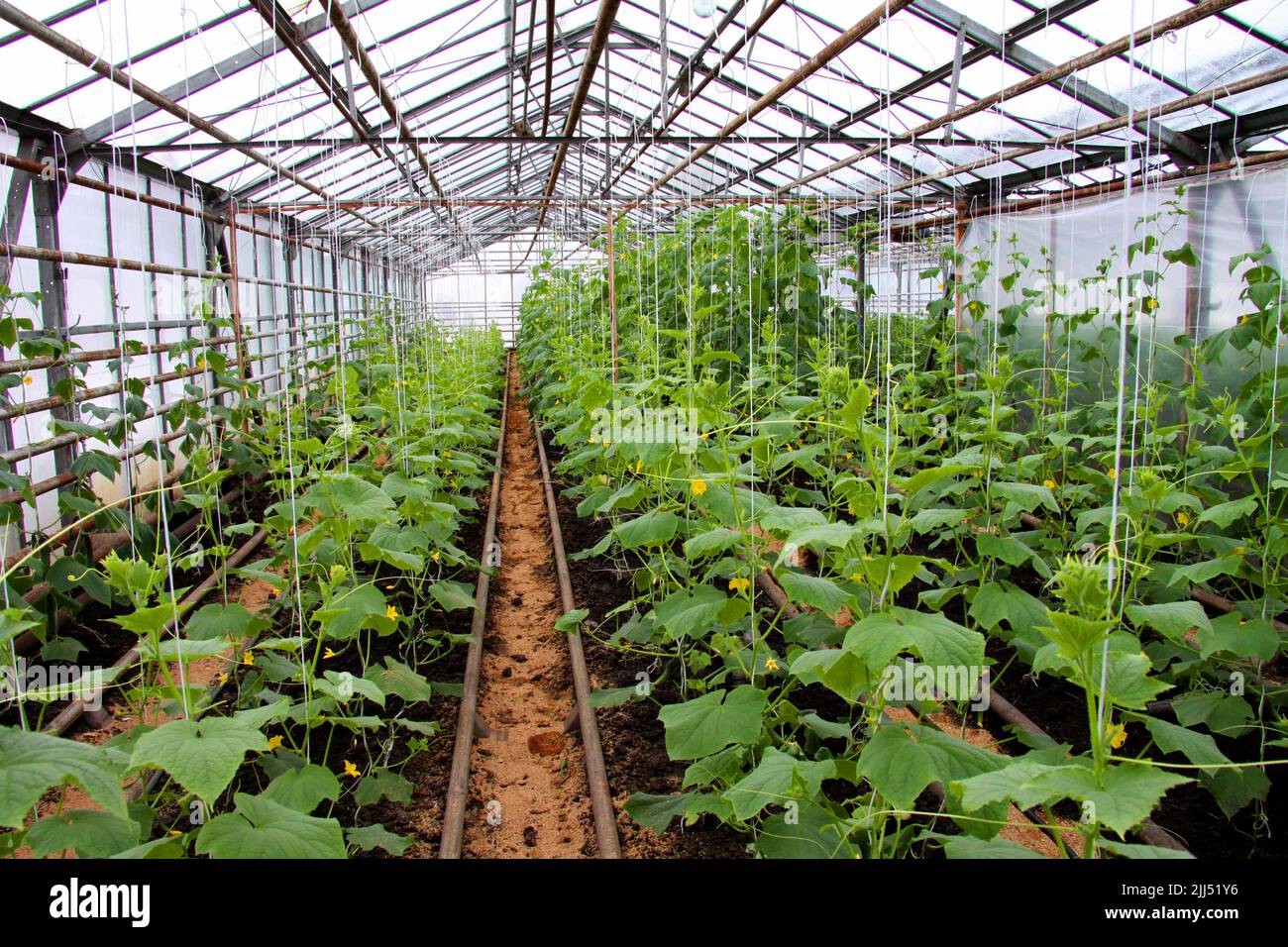 Growing cucumbers in a greenhouse. Unique greenhouse for growing ...