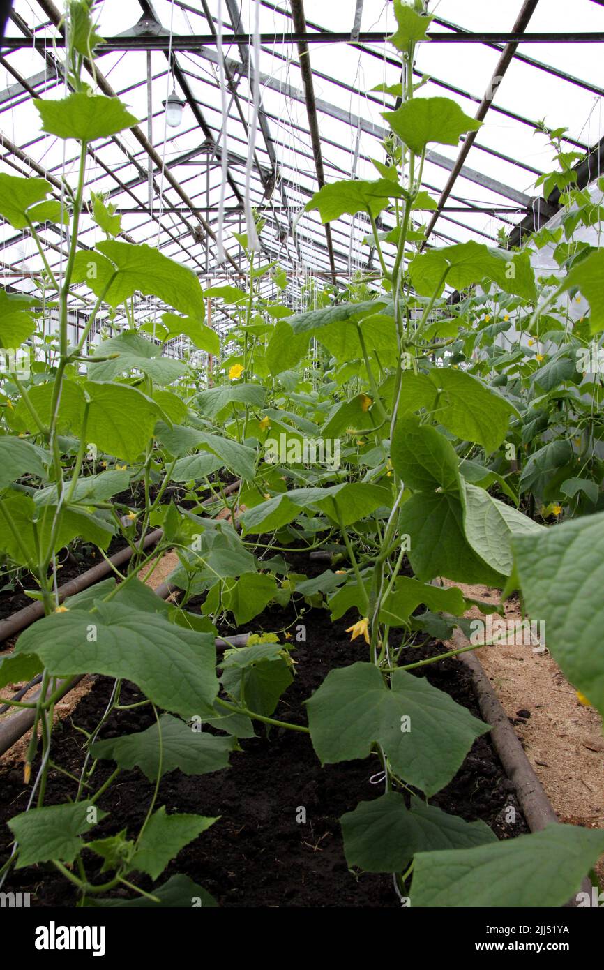 Growing cucumbers in a greenhouse. Unique greenhouse for growing ...