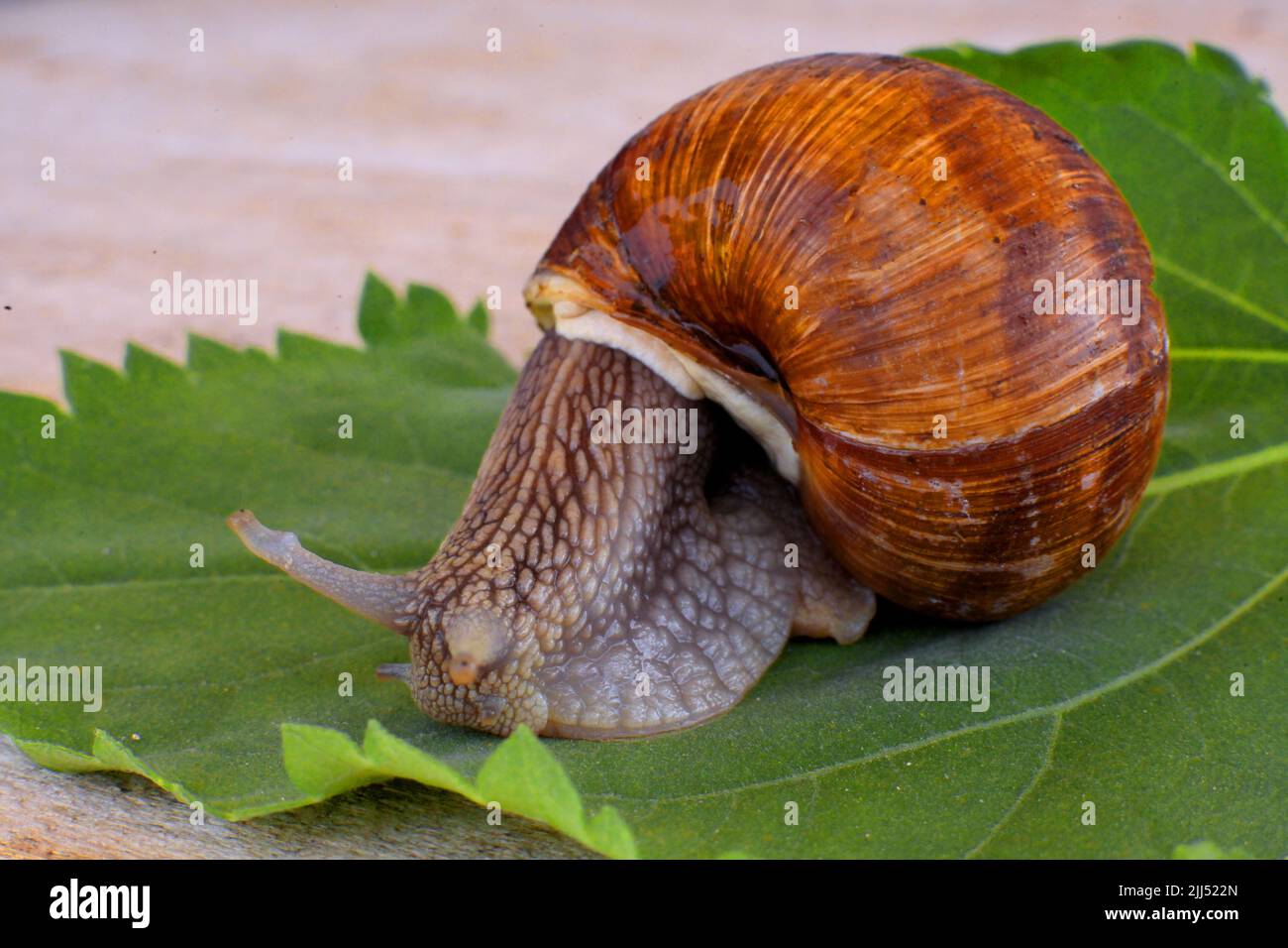 Ecological snail. Farm for growing grape snails. Snail close-up on a ...