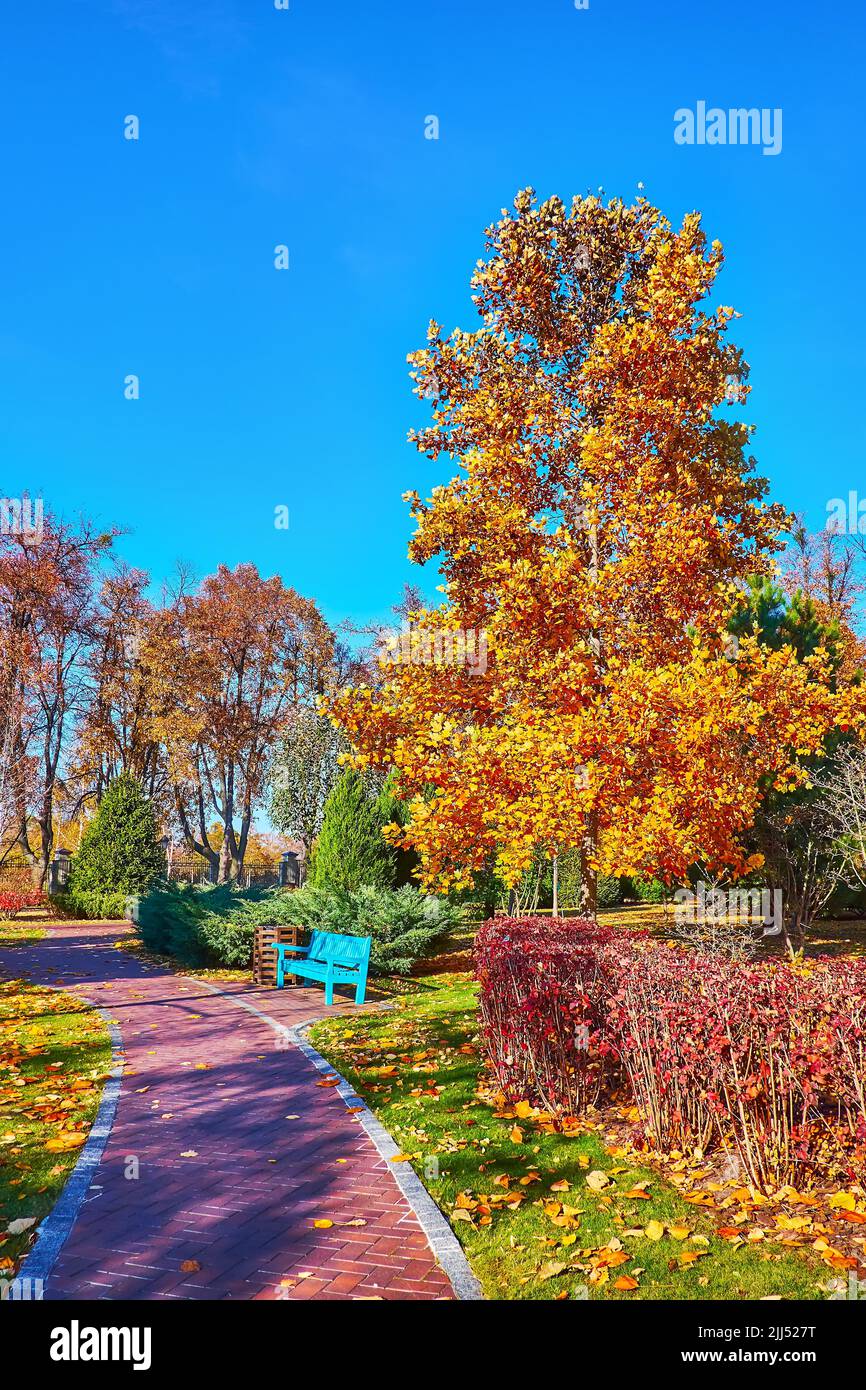 Golden yellow tulip tree hi-res stock photography and images - Alamy