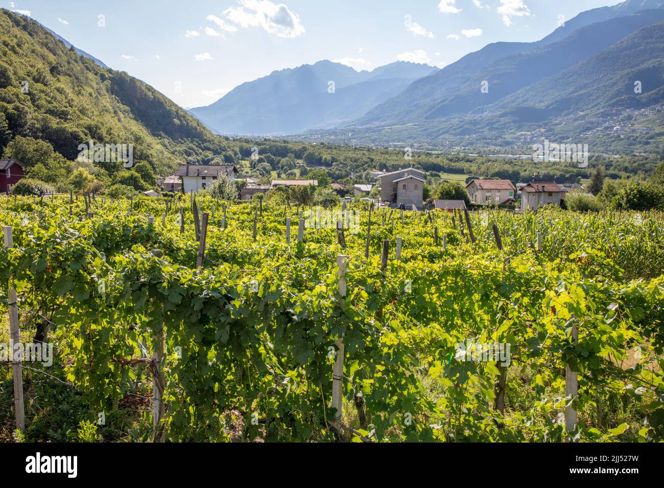 Grapes hi res hi-res stock photography and images - Alamy