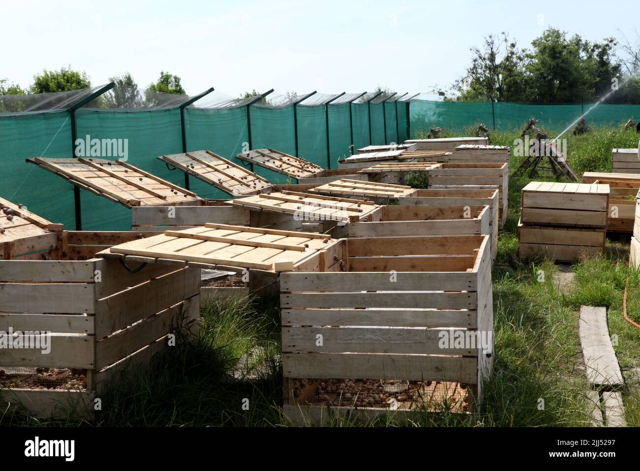 Ecological snail. Farm for growing grape snails. Snail close-up on a ...