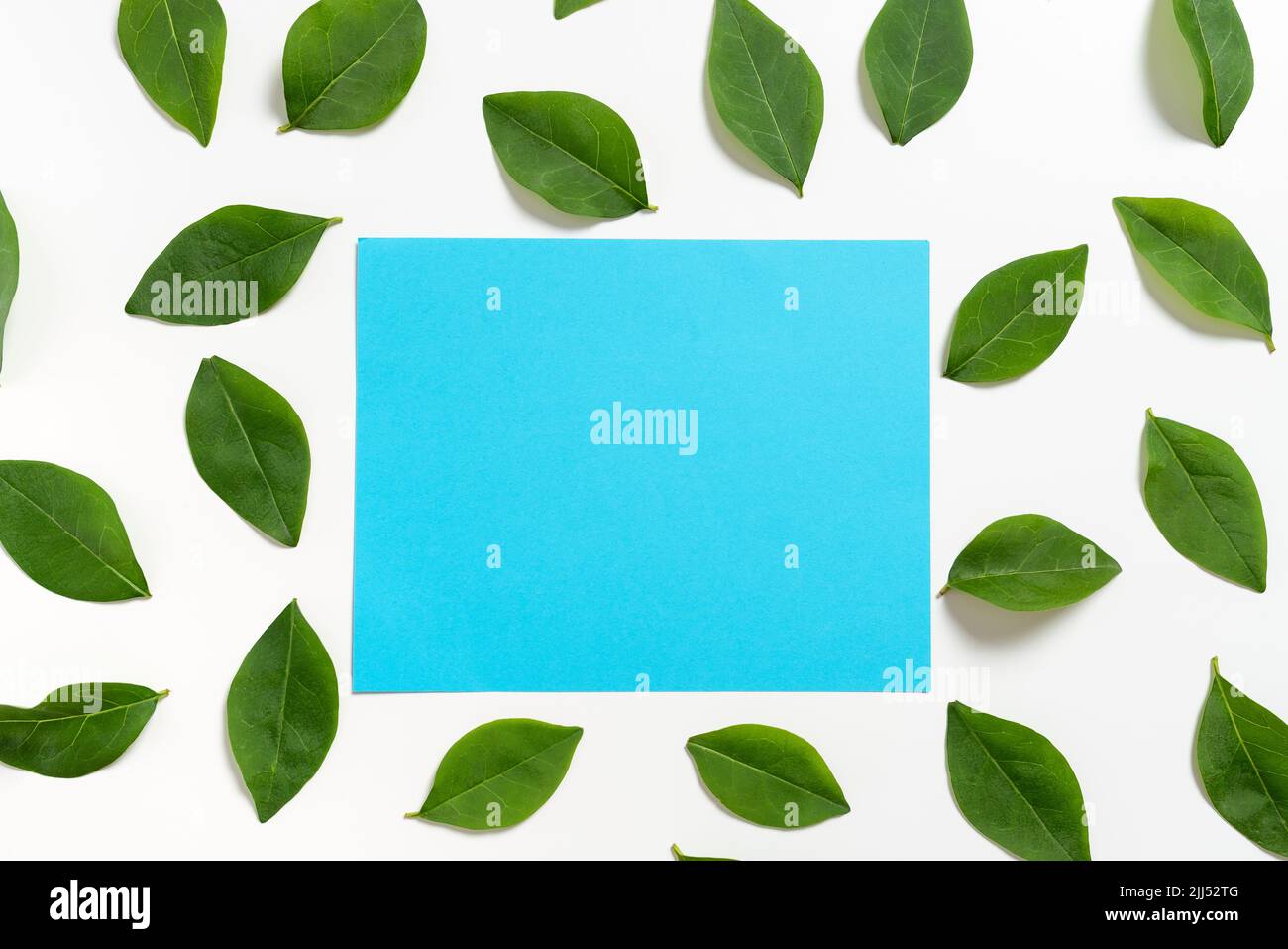 Blank Color Paper Placed Between Fresh Leaves For Layout Of Business ...