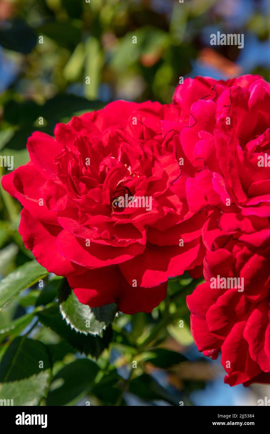 Roses hi res hi-res stock photography and images - Alamy