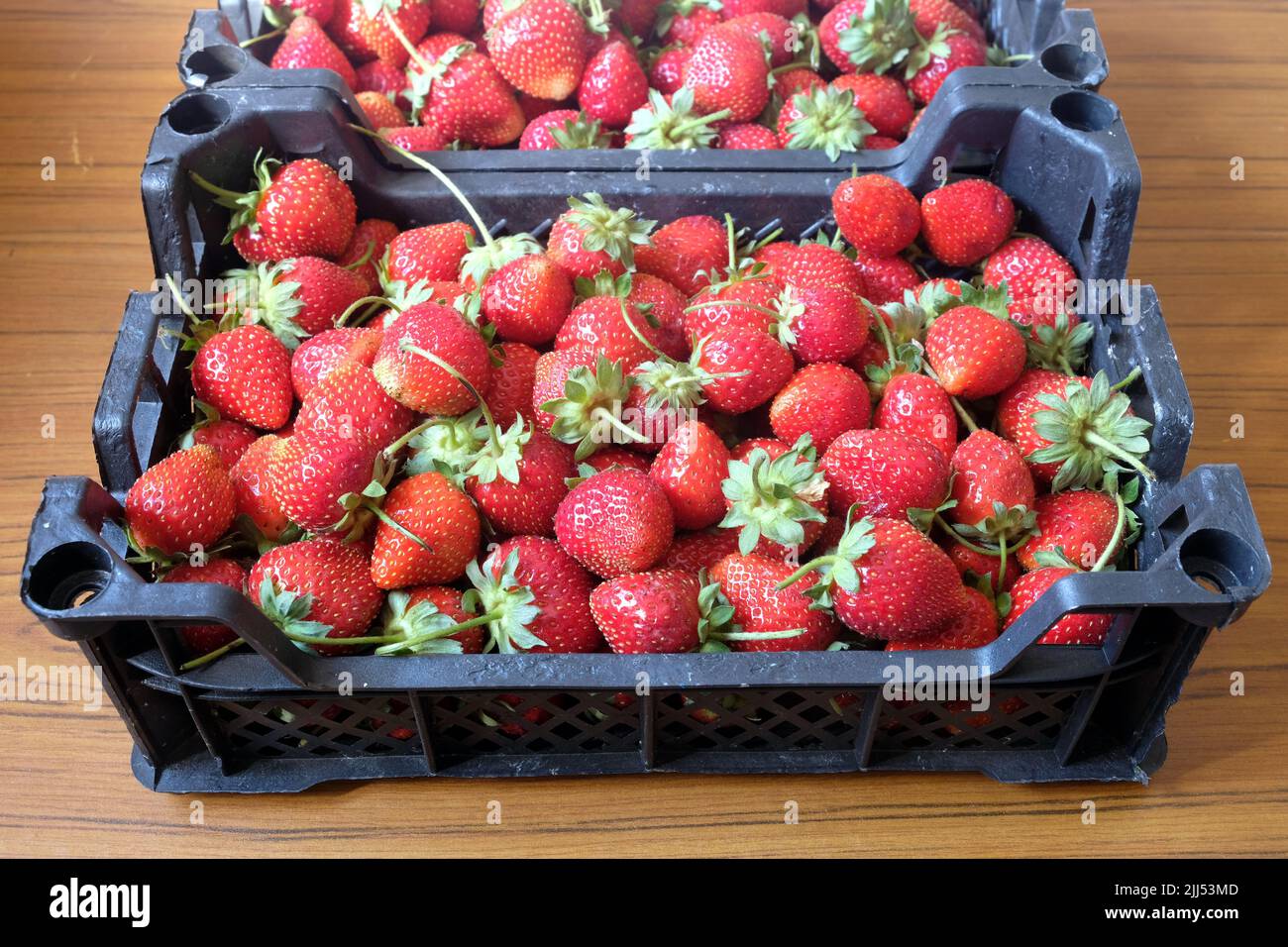 Crop of red ripe strawberries collected in two plastic crates on wooden ...