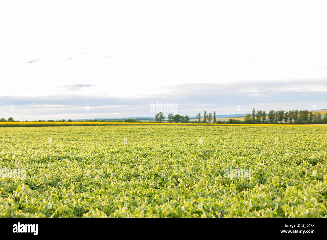 Fresh soybean field landscape hi-res stock photography and images - Alamy