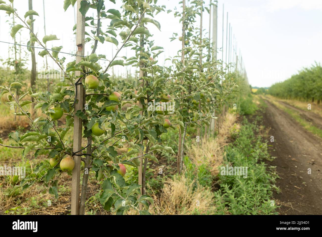 Rows of young apple trees in a garden. farming Stock Photo - Alamy