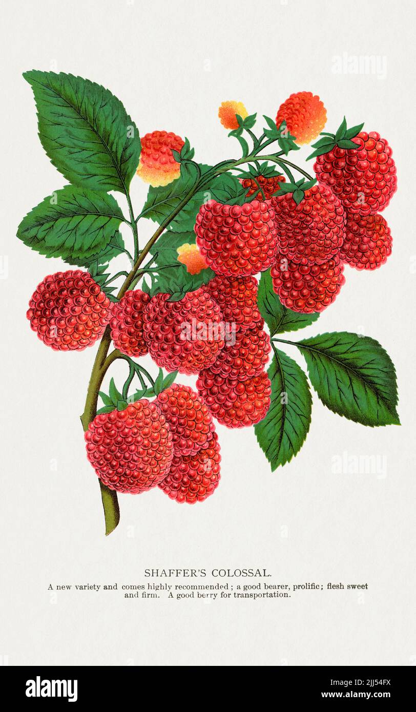 Berry by botanical definition hi-res stock photography and images - Alamy