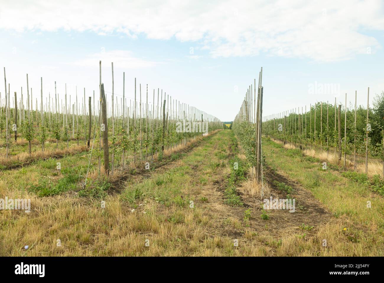 Rows of young apple trees in a garden. farming Stock Photo - Alamy