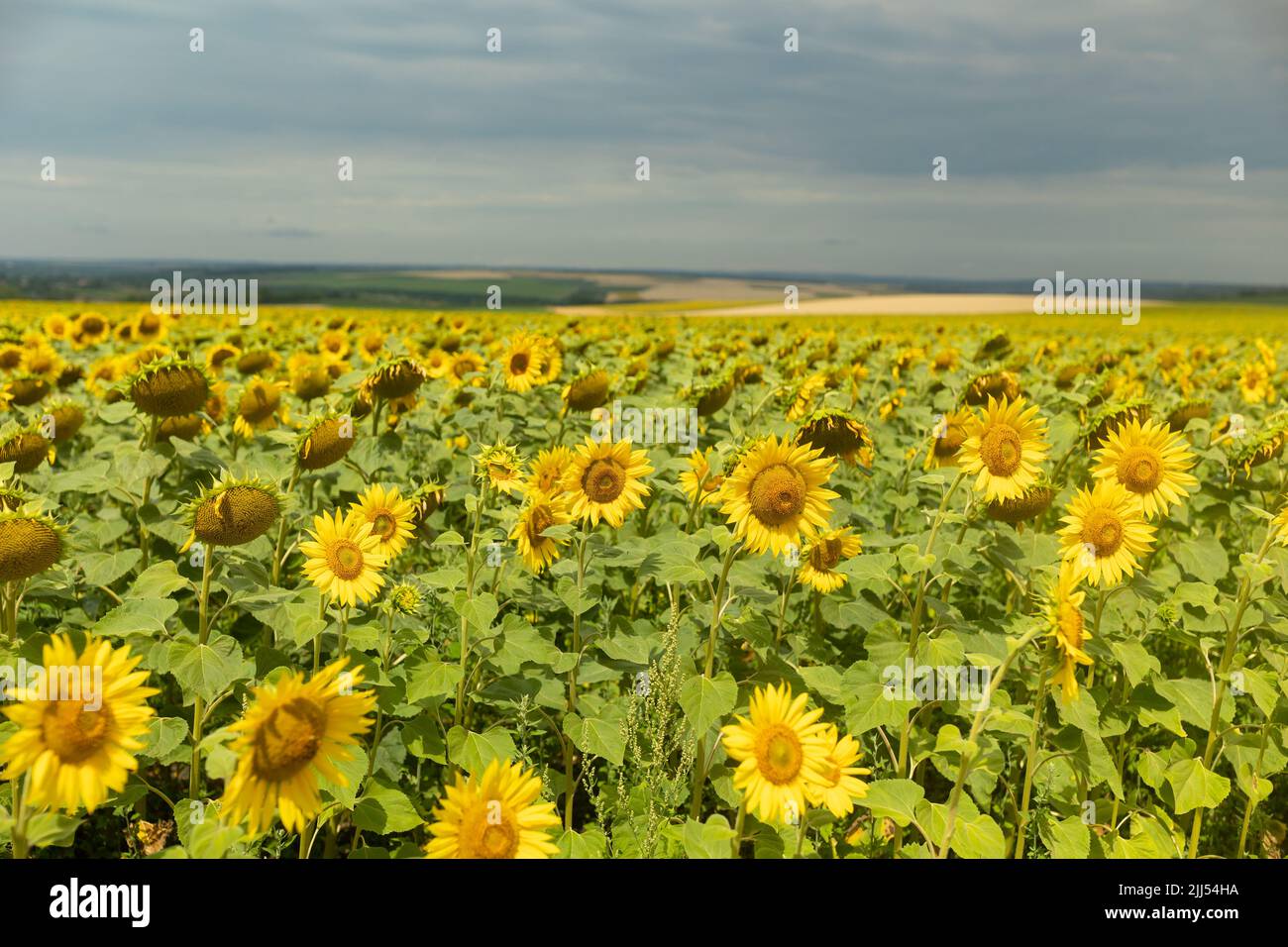 a field of blooming sunflowers. sunflowers ready for harvest in Ukraine ...