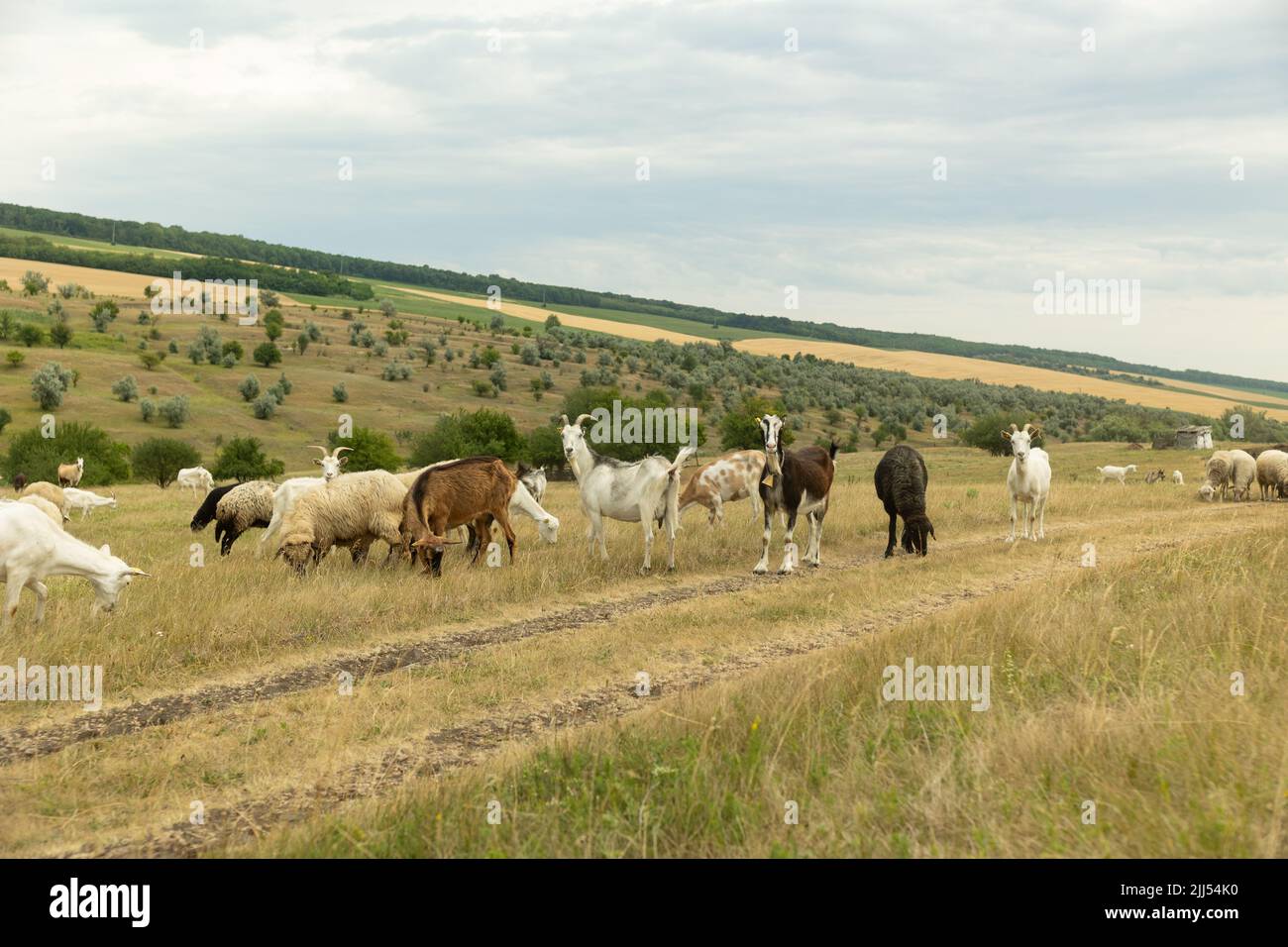 Goats graze on beautiful mountain hi-res stock photography and images ...