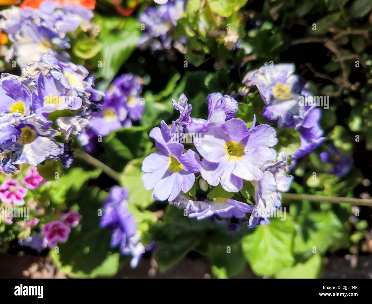 Common primrose hi-res stock photography and images - Alamy