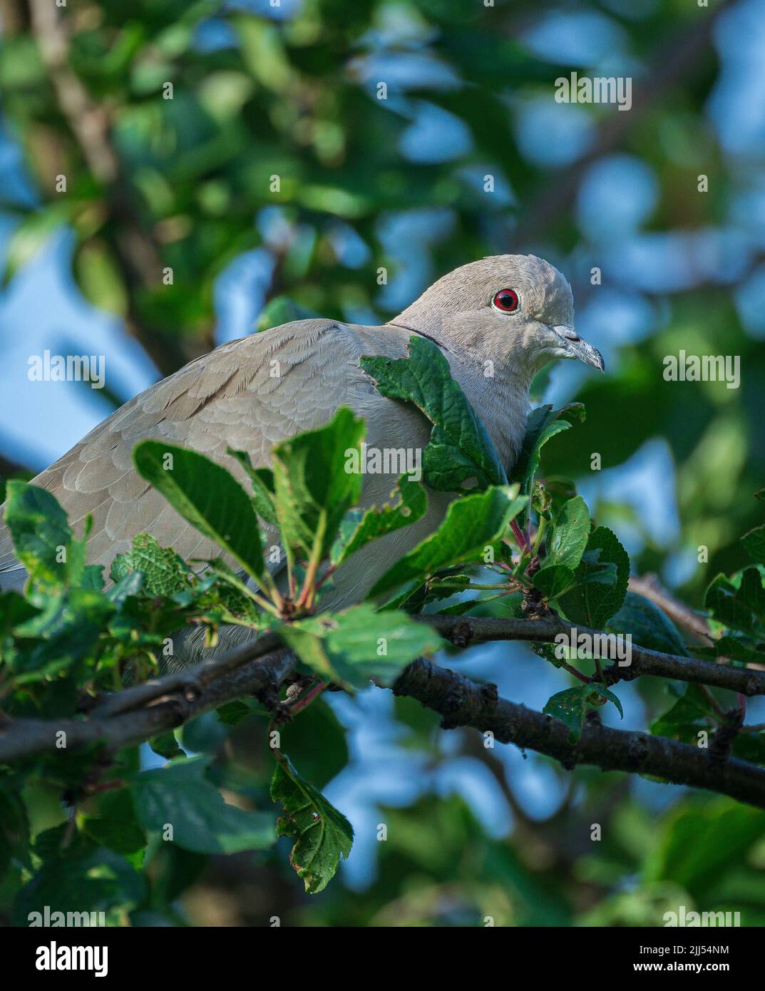 A Eurasian Collard Dove (Streptopelia decaocto) sat in a tree on a ...