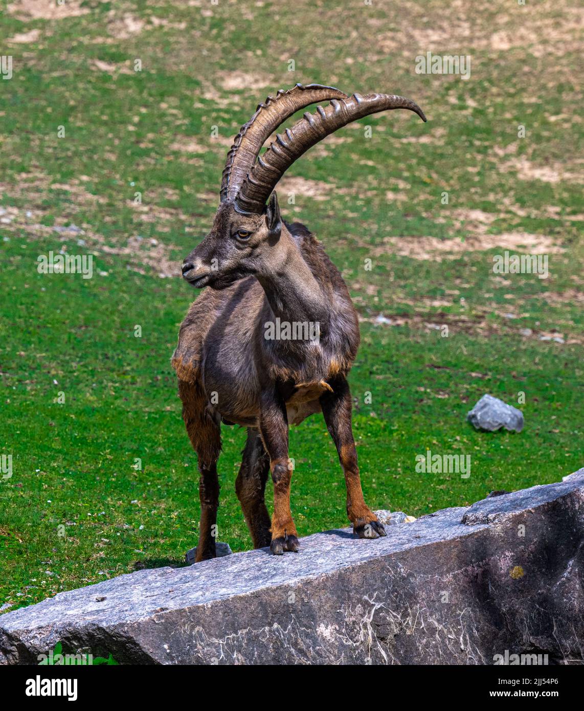 Alpine buck hi-res stock photography and images - Alamy