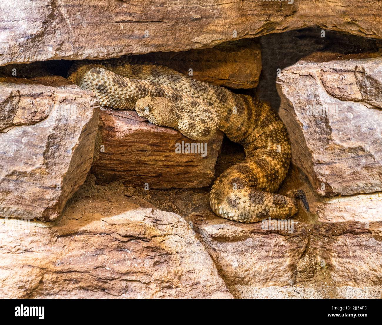 Horned Viper, Long-nosed Viper or Common Sand Adder (Vipera ammodytes ...