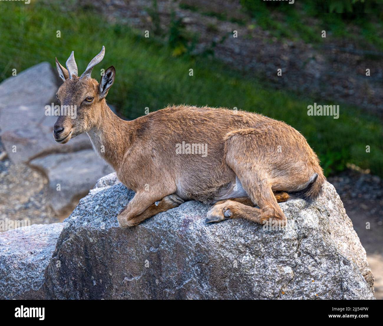 Species of wild goat hi-res stock photography and images - Alamy