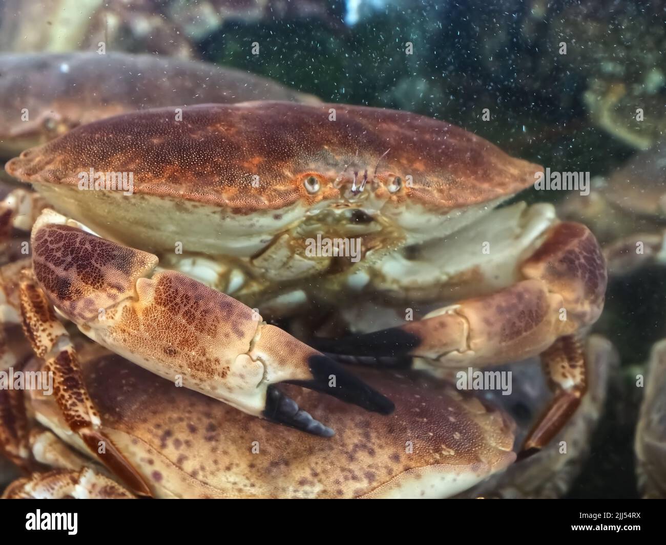 Deep sea crabs hi-res stock photography and images - Alamy