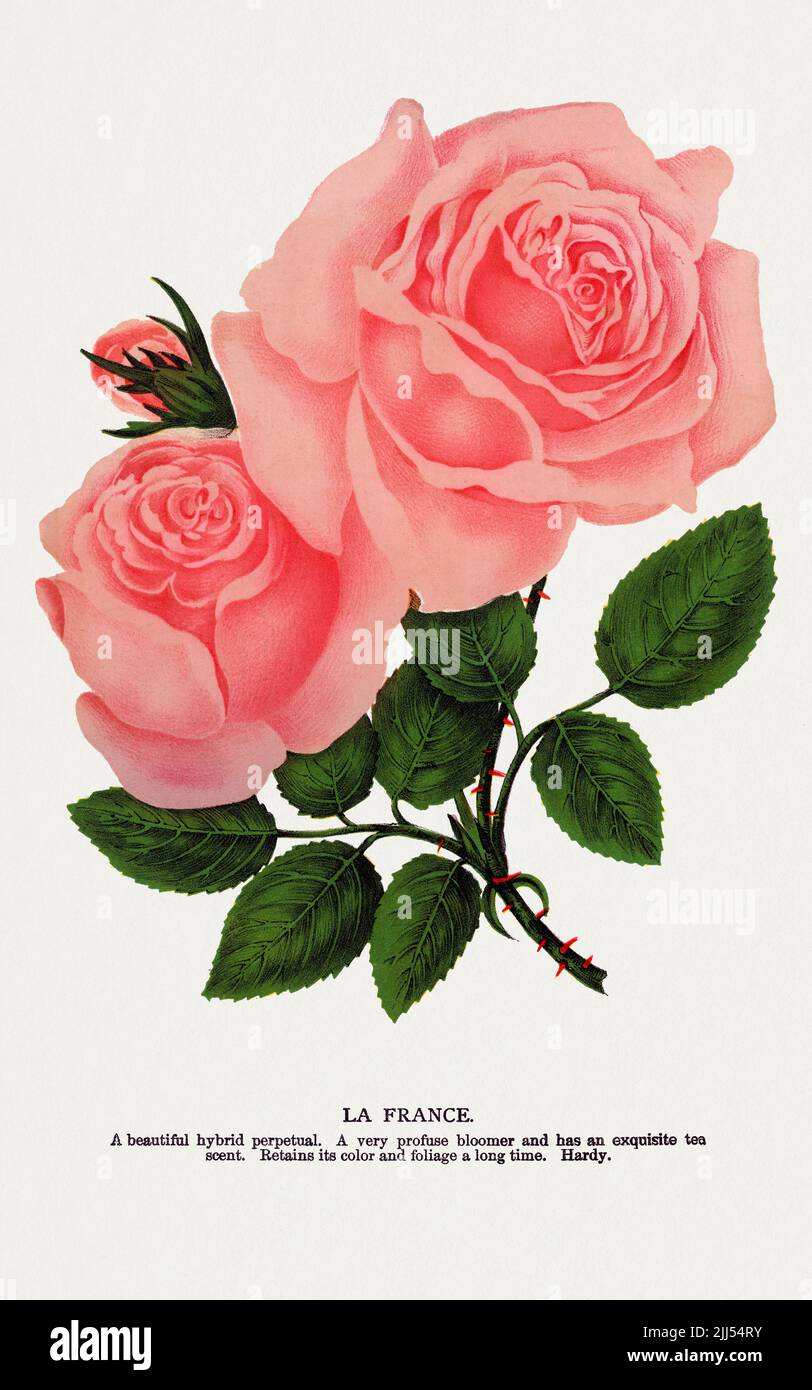 Rose la france hi-res stock photography and images - Alamy