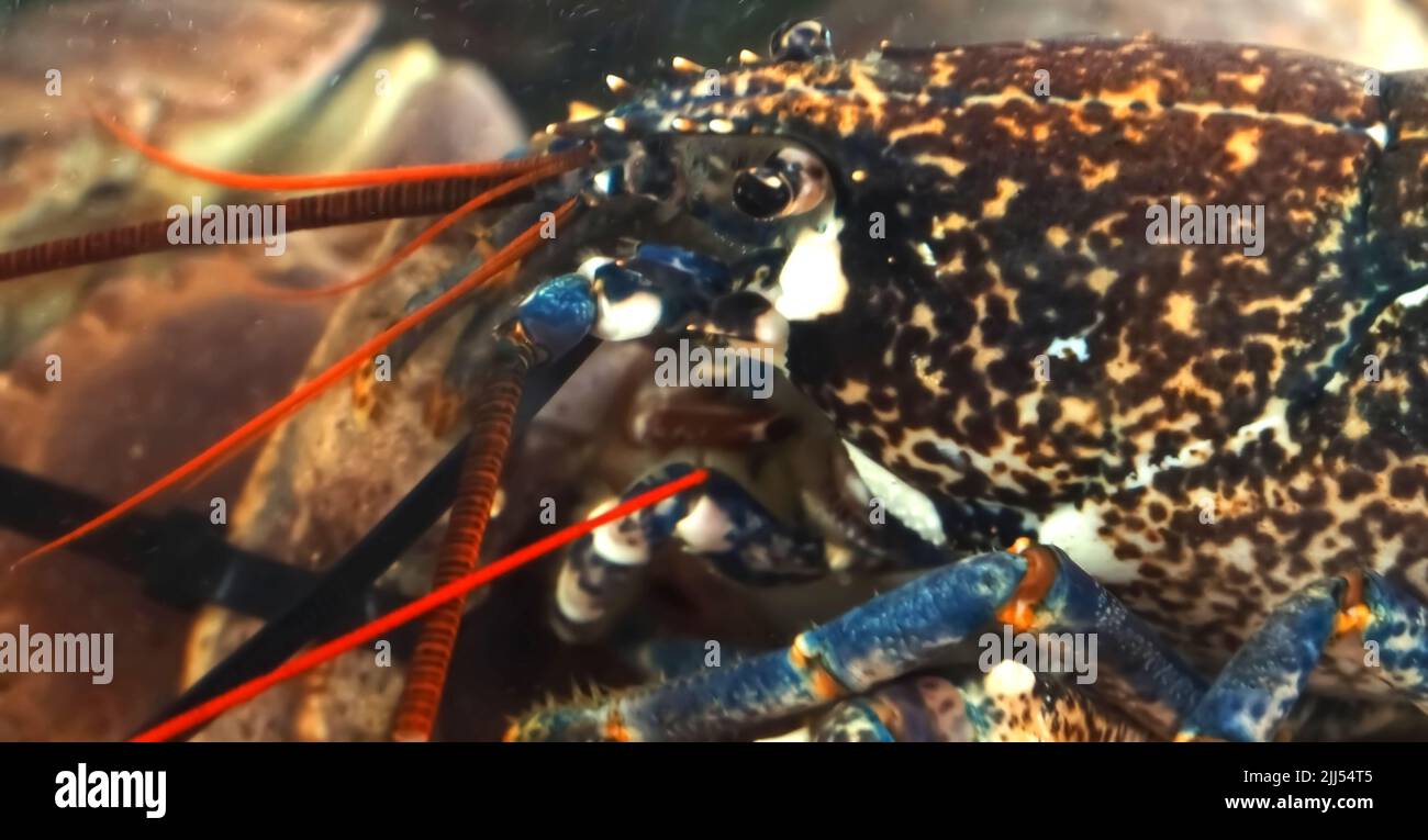 Live lobster in restaurant aquarium hi-res stock photography and images ...