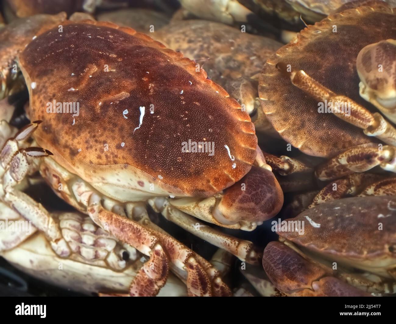 Living crabs in a seafood aquarium Stock Photo - Alamy