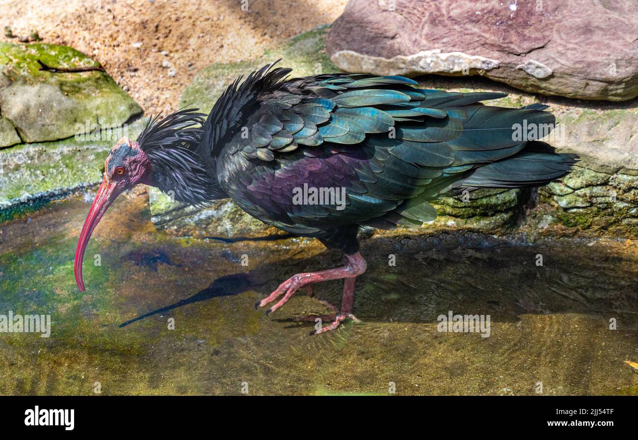Geronticus eremita bird hi-res stock photography and images - Alamy