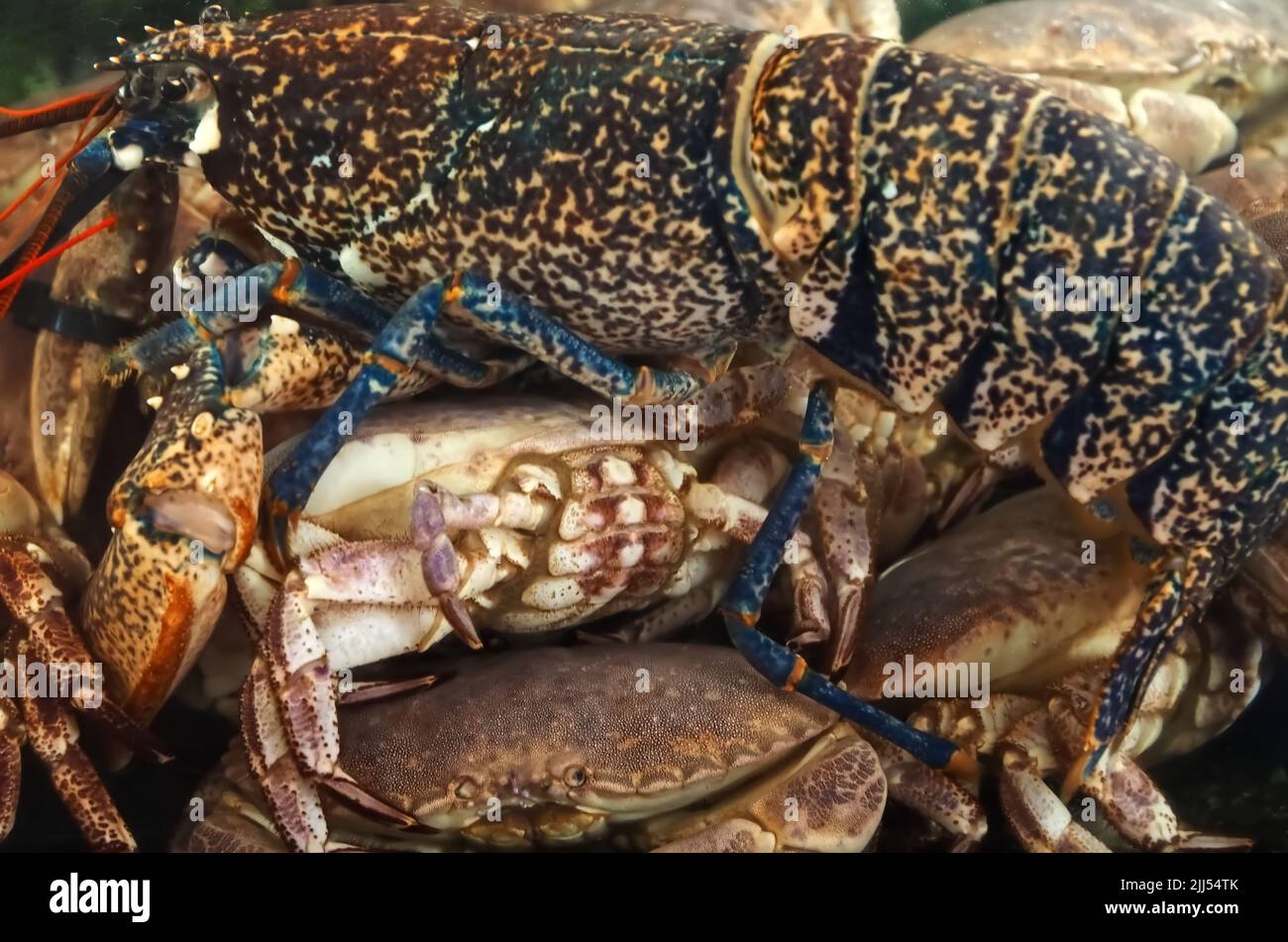 Lobster claw living alive hi-res stock photography and images - Alamy