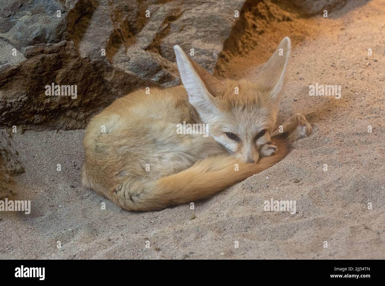 Fennec fox (Vulpes zerda) is resting but staying alert Stock Photo - Alamy