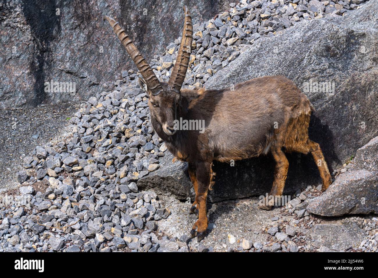 Alpine buck hi-res stock photography and images - Alamy